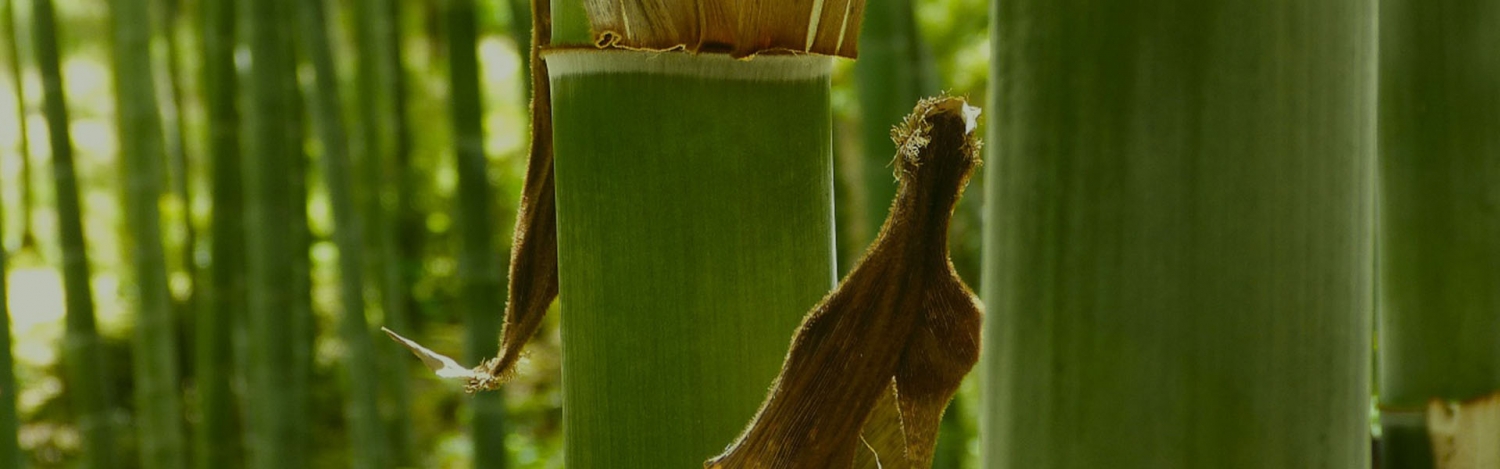 China Bamboo Virgin Pulp Potential and Development - Doocity